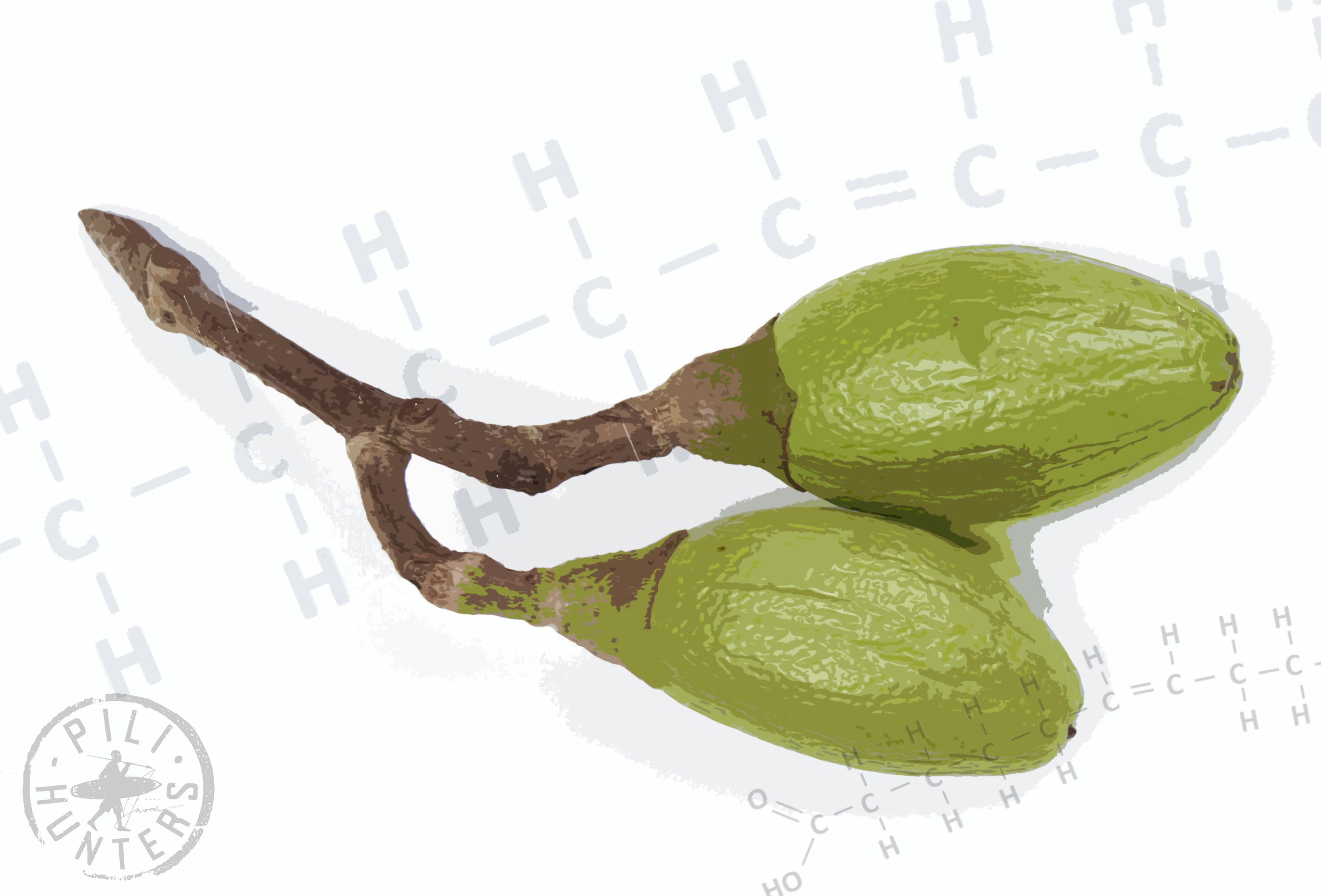 Pili Nut Macros - Everything You Need to Know